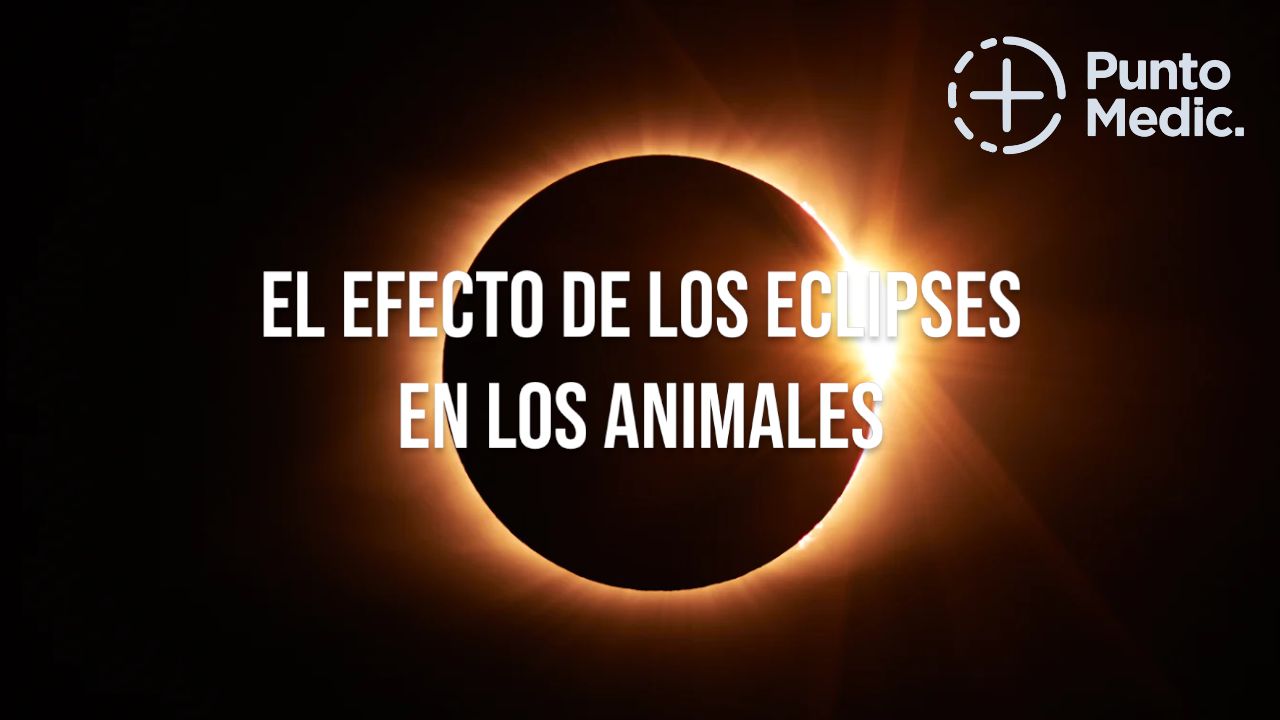El Efecto de los Eclipses en los Animales: Un Fenómeno Fascinante de l – Punto Medic
